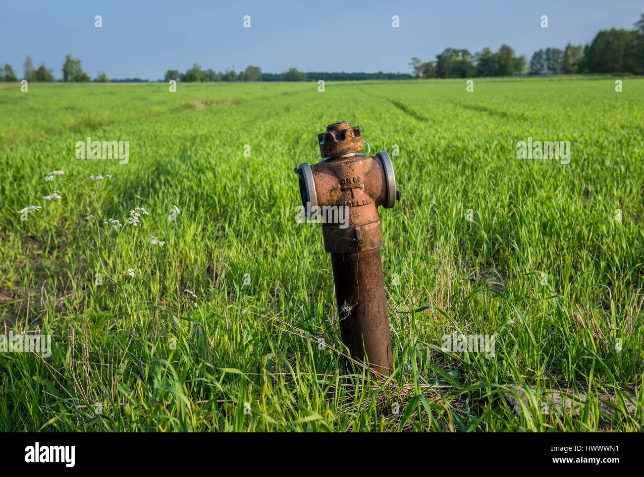 Old rusty hydrant on a rye field in small village of Mazovia region ...