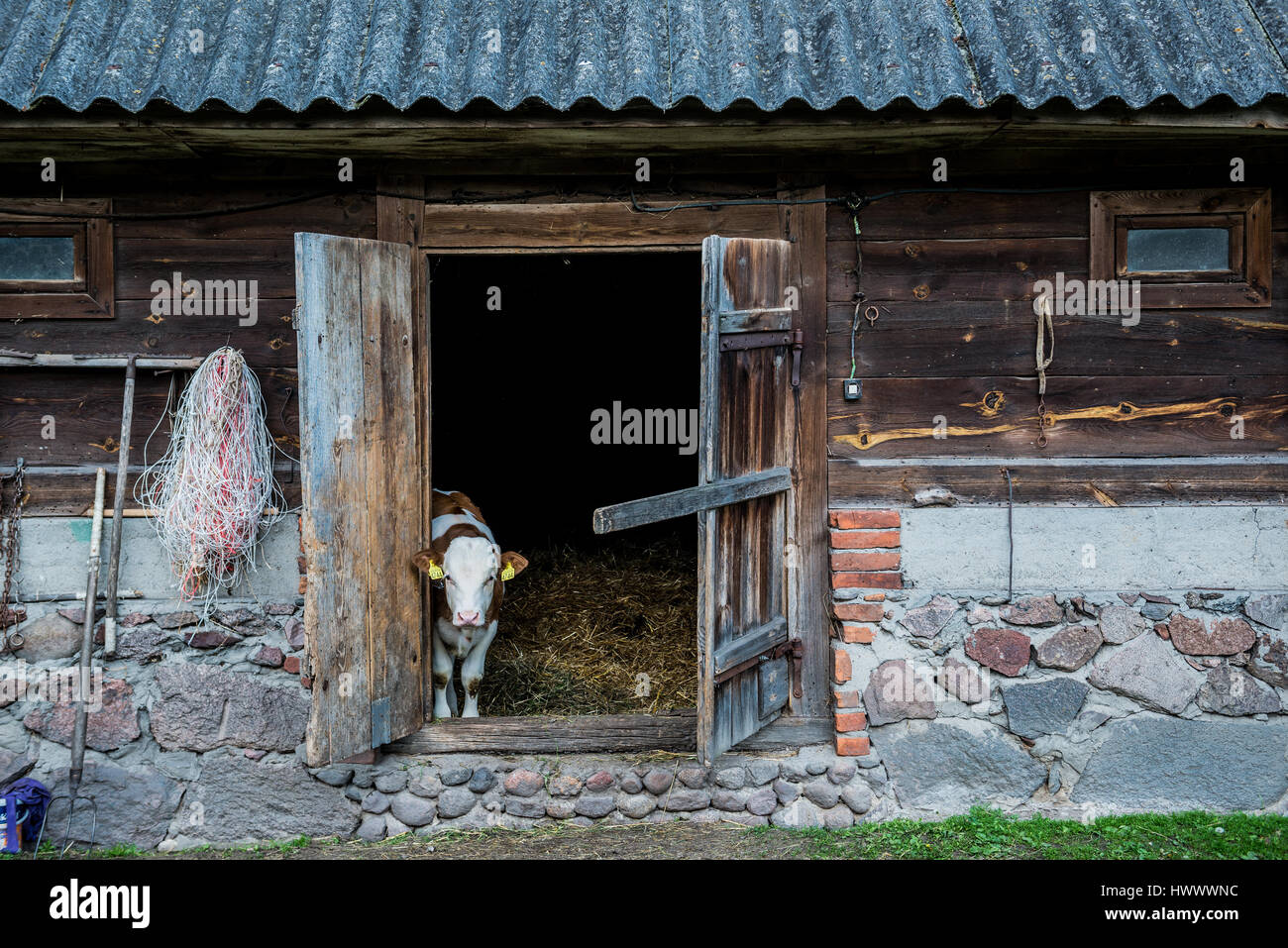 Old cow barn hi-res stock photography and images - Alamy