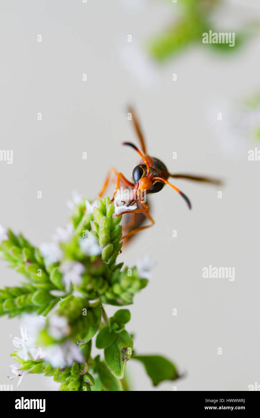 Wasp seen from the front Stock Photo - Alamy
