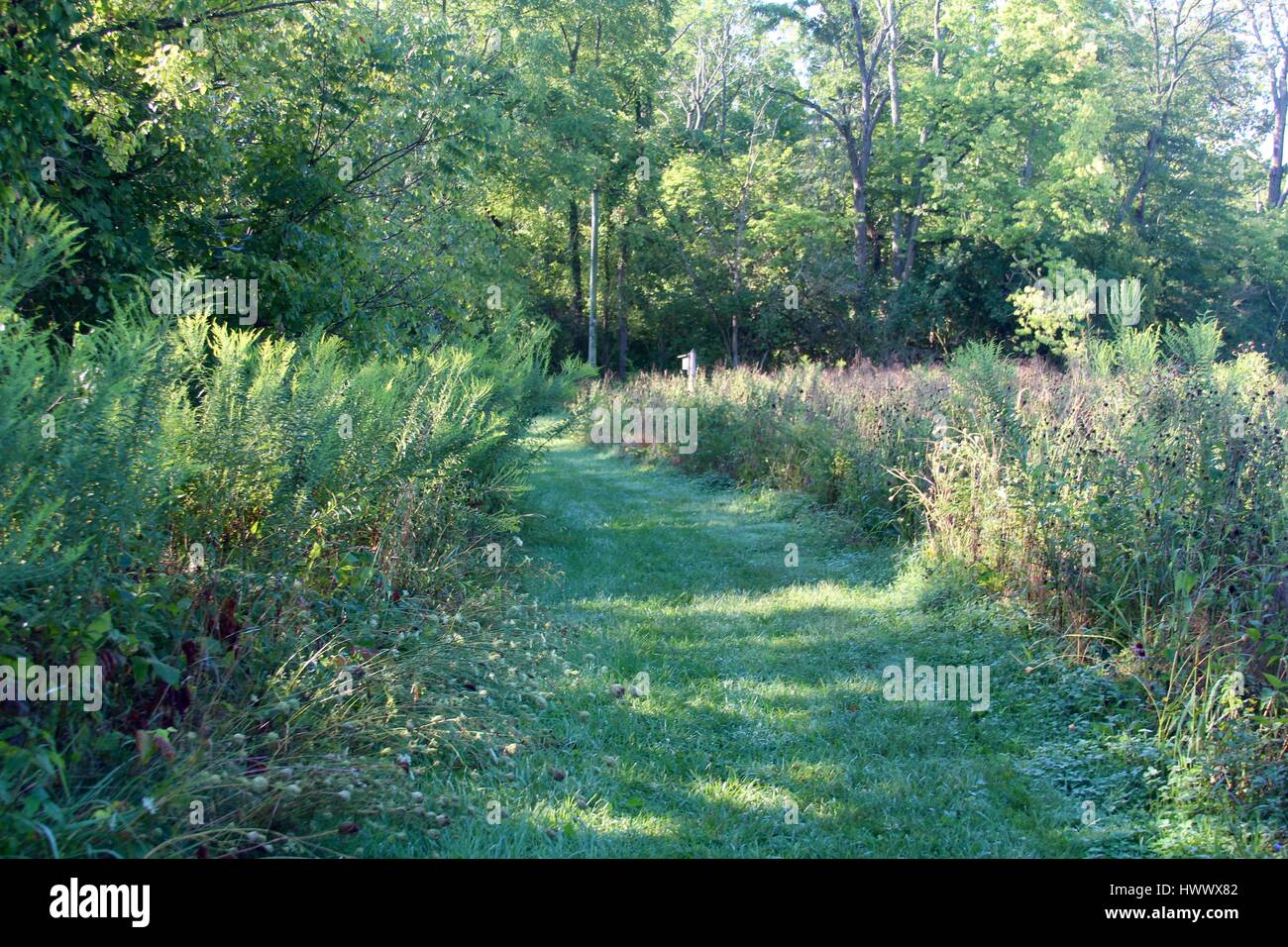 The grassy trail in the forest Stock Photo - Alamy