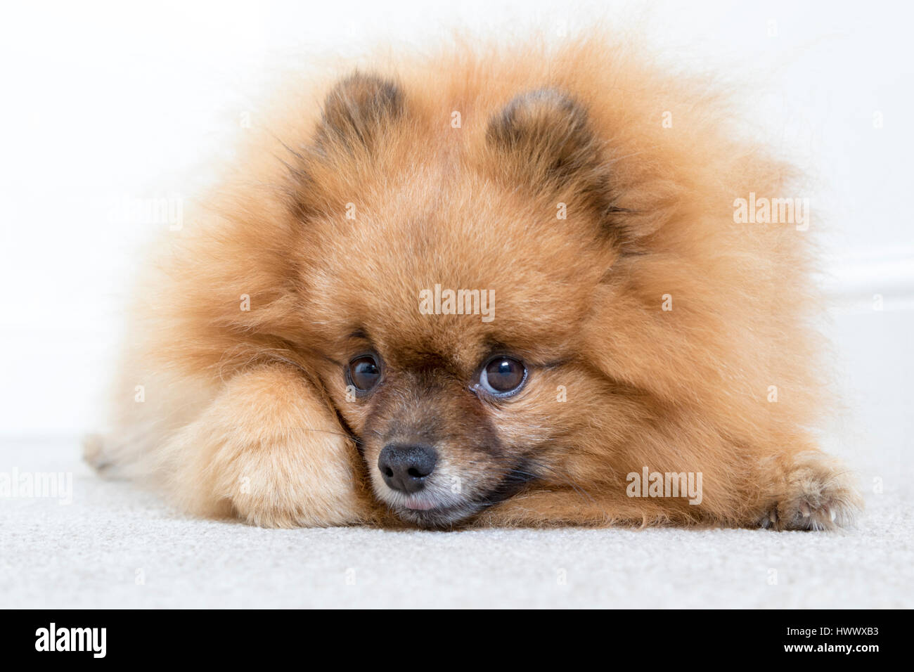 German spitz hi-res stock photography and images - Alamy