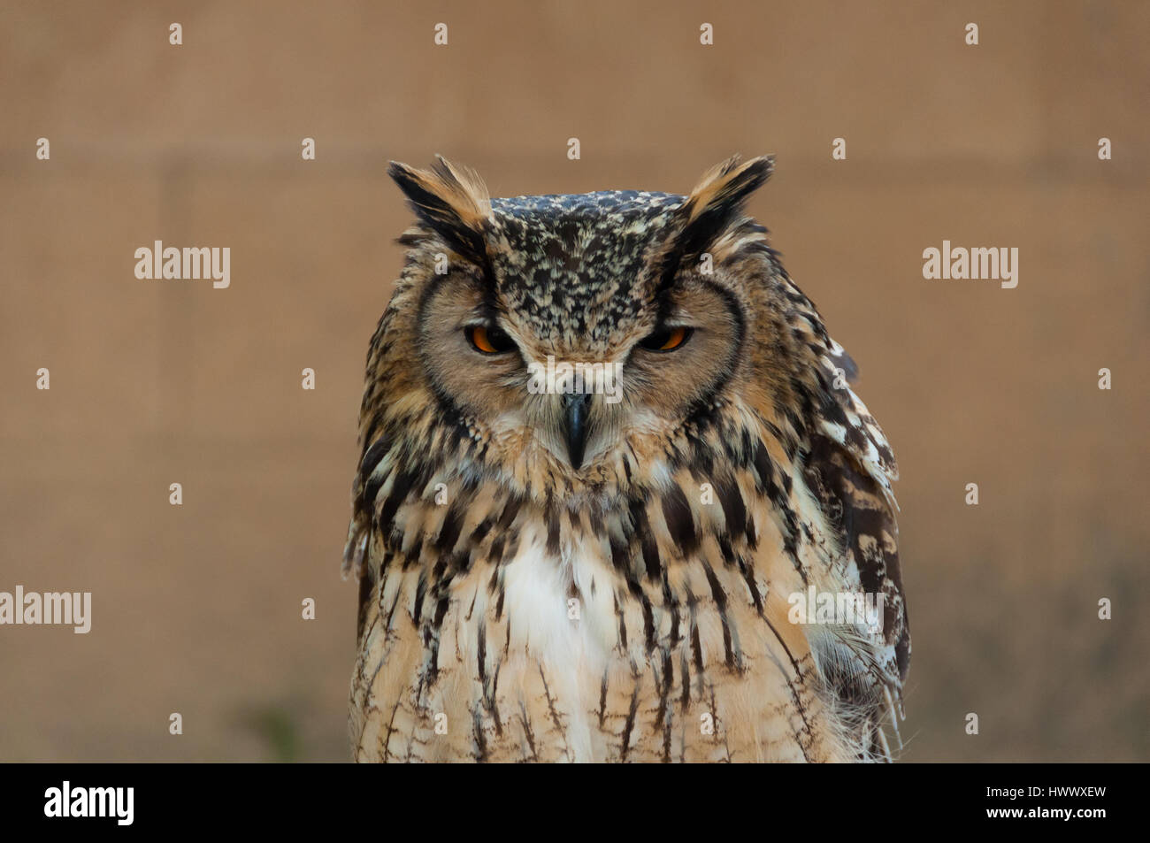 Owl during a falconry show Stock Photo - Alamy