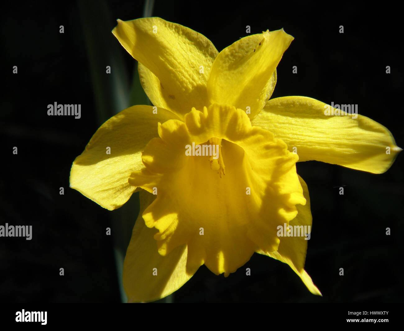 Single yellow daffodil blossom in full bloom Stock Photo - Alamy