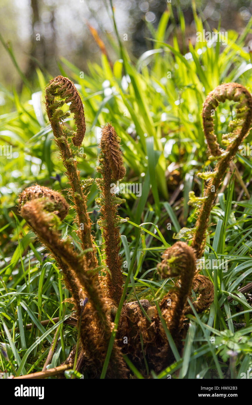 Fern buds, Kytra, Highlands, Scotland Stock Photo - Alamy
