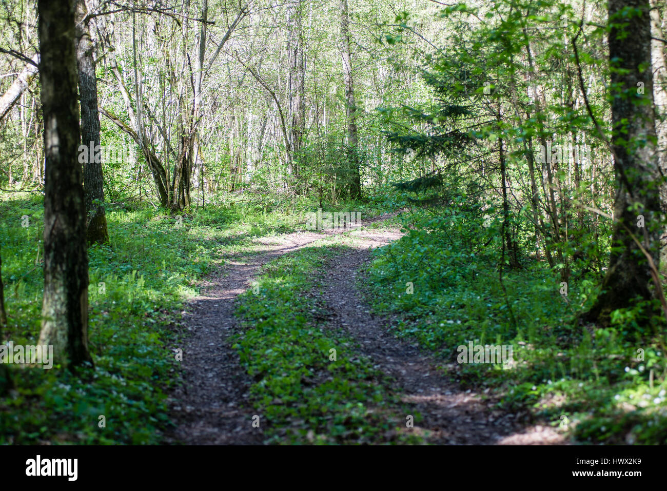 empty country road in spring forest with perspective and shadows Stock ...