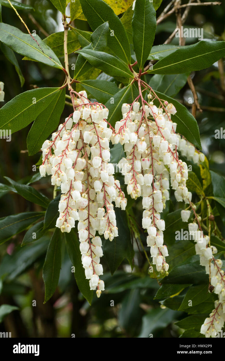 Dangling white spring bells in the racemes of the evergreen shrub ...