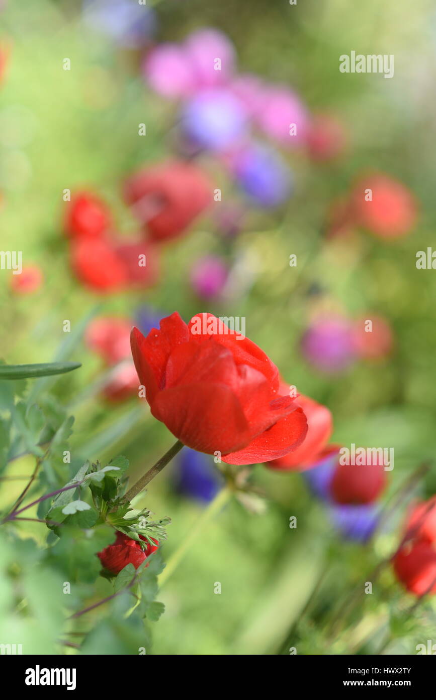 Spring wildflowers blooming in a field. Photographed in Israel in March ...