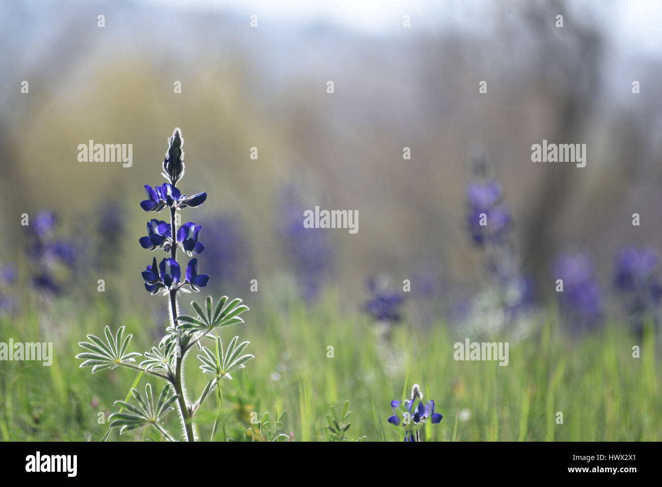 Spring wildflowers blooming in a field. Photographed in Israel in March ...