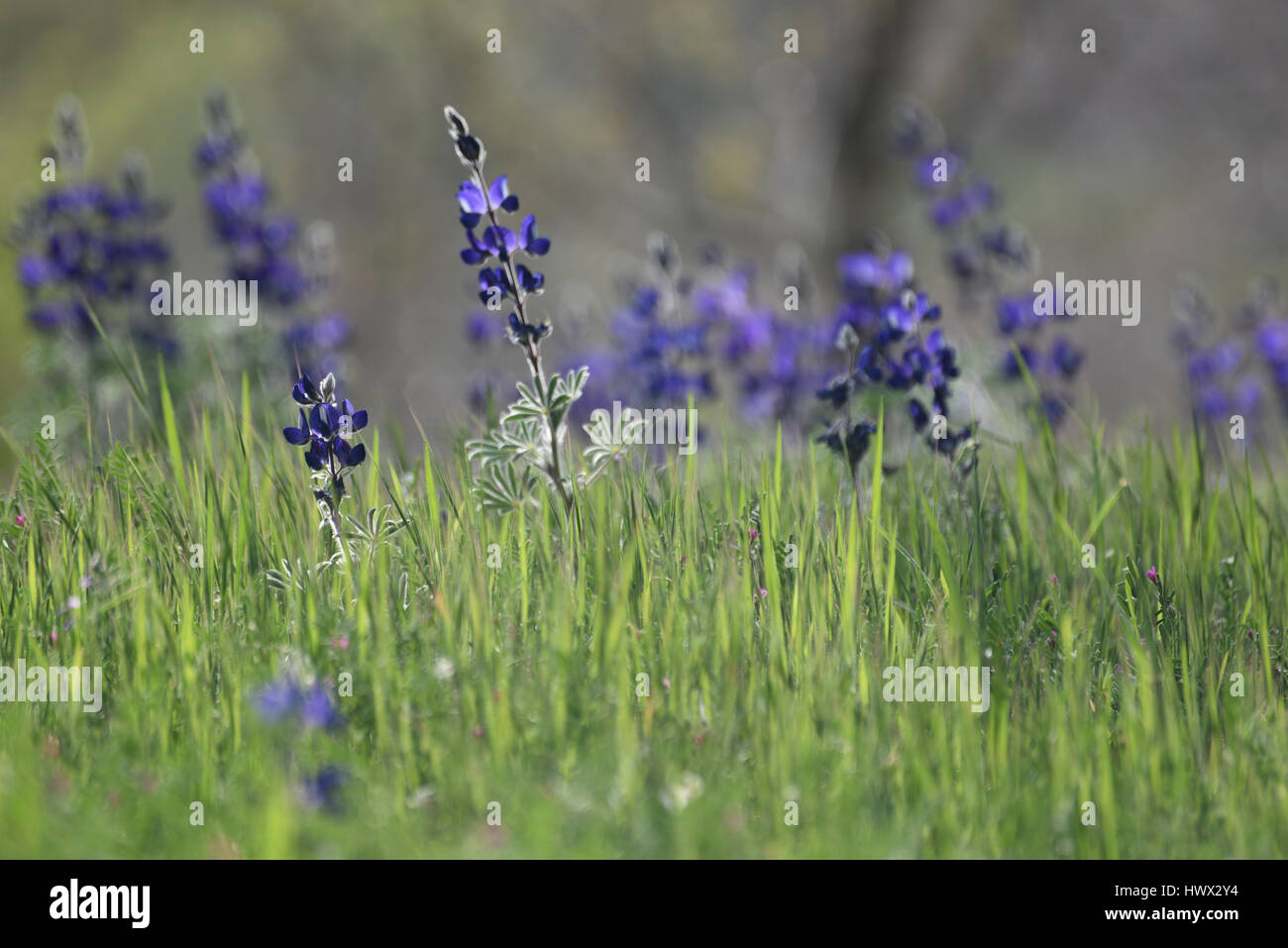 Spring wildflowers blooming in a field. Photographed in Israel in March ...
