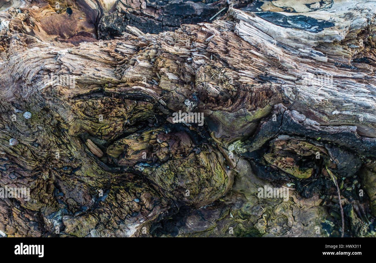 A closeup shot of a warped driftwood log Stock Photo - Alamy