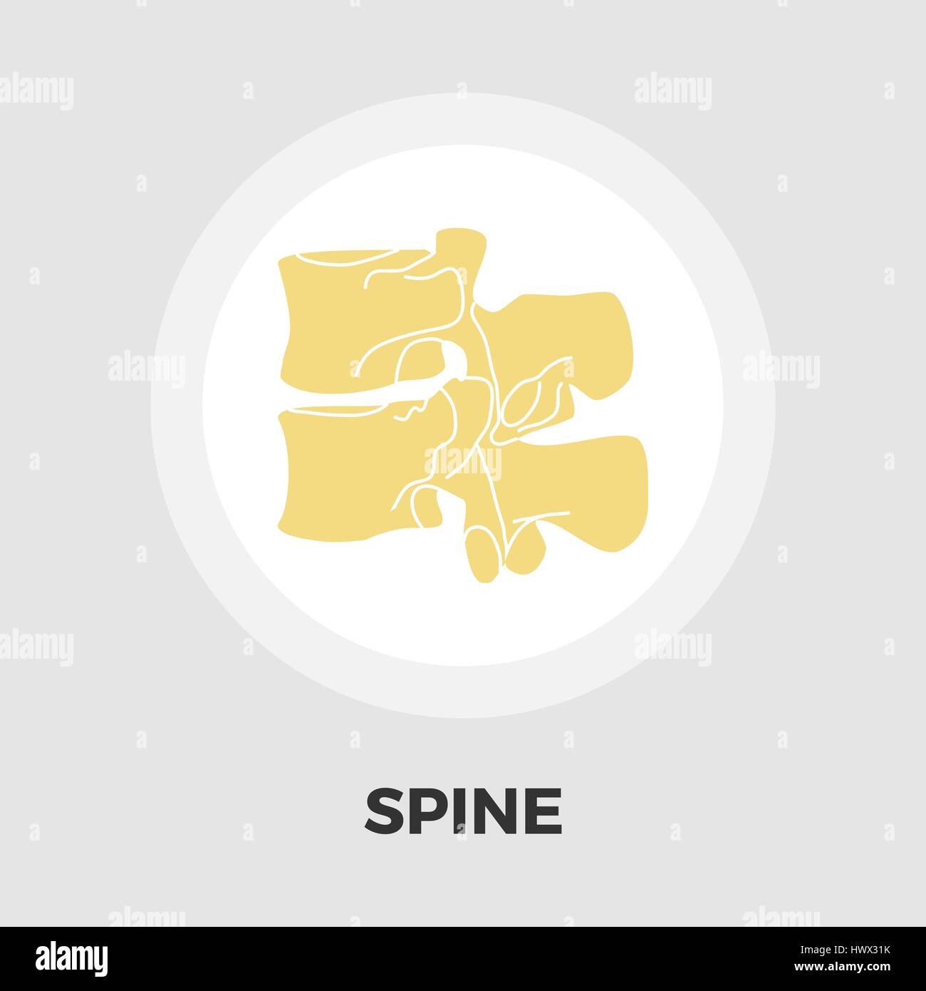 Anatomy spine icon vector. Flat icon isolated on the white background. Editable EPS file. Vector ...