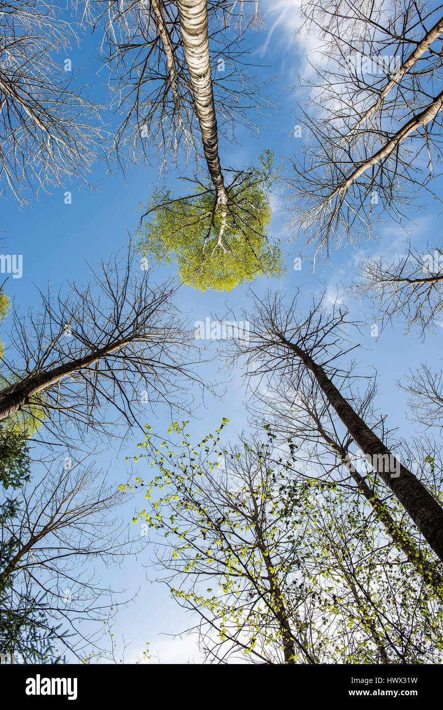 Trees in the forest - the crown of leaves against the sky in spring ...