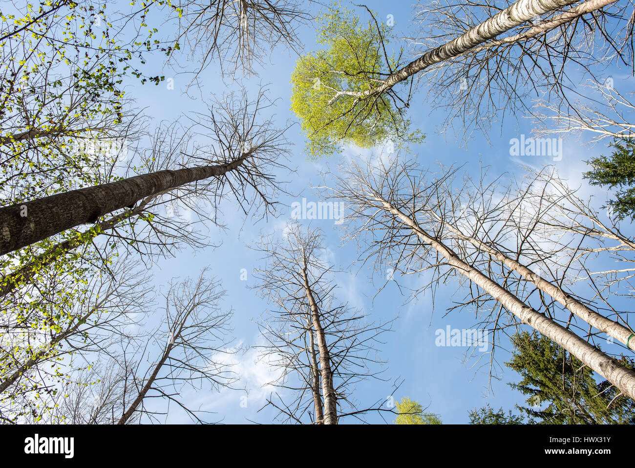 Trees in the forest - the crown of leaves against the sky in spring ...