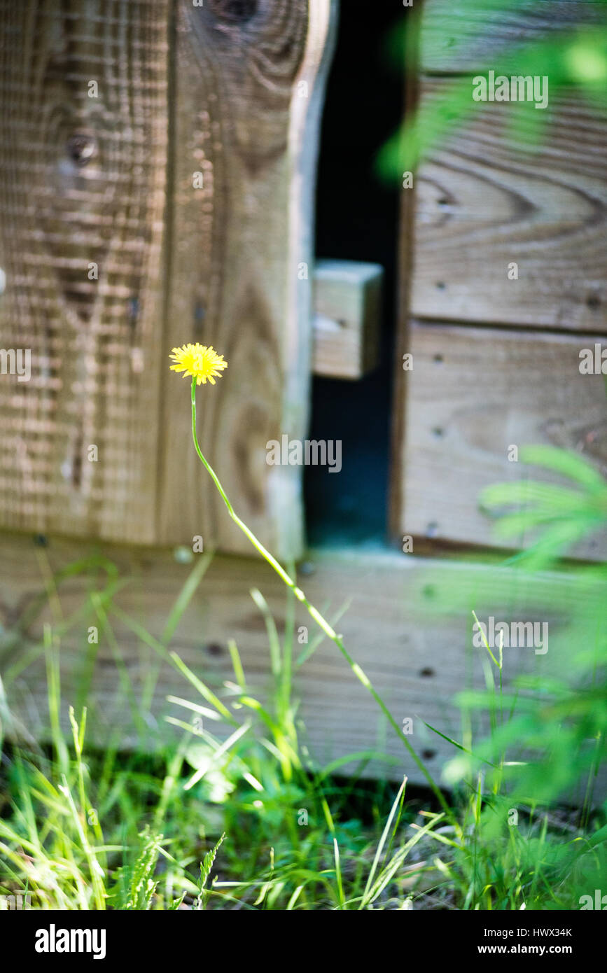random tree branches in summer on blur background Stock Photo - Alamy