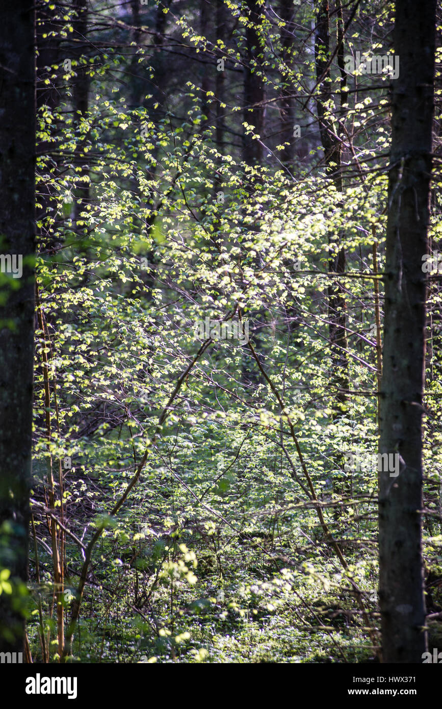 forest details in spring with sun rays and fog Stock Photo - Alamy