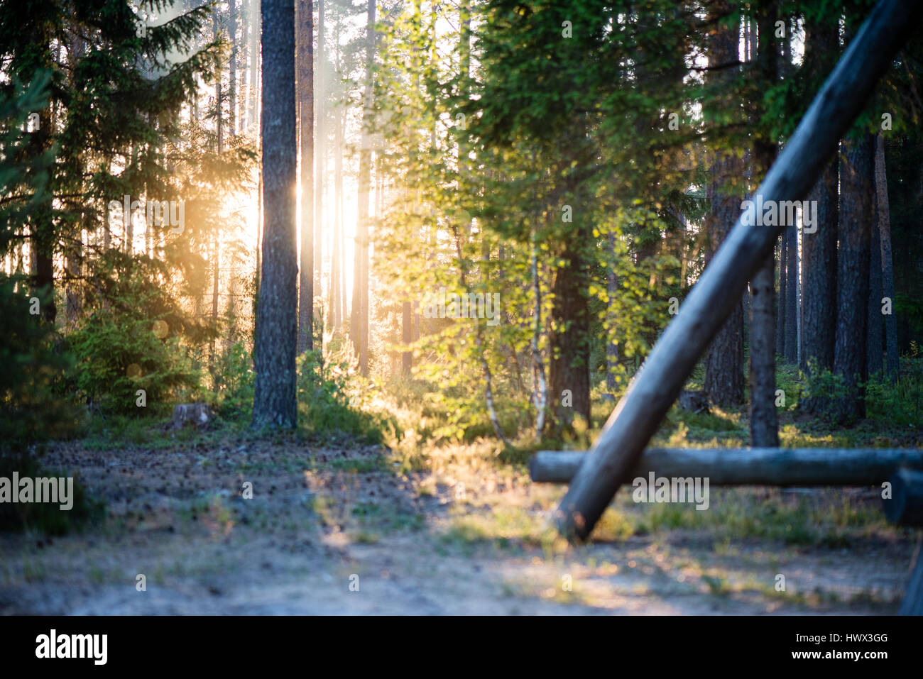 forest trees. nature green wood sunlight backgrounds Stock Photo - Alamy