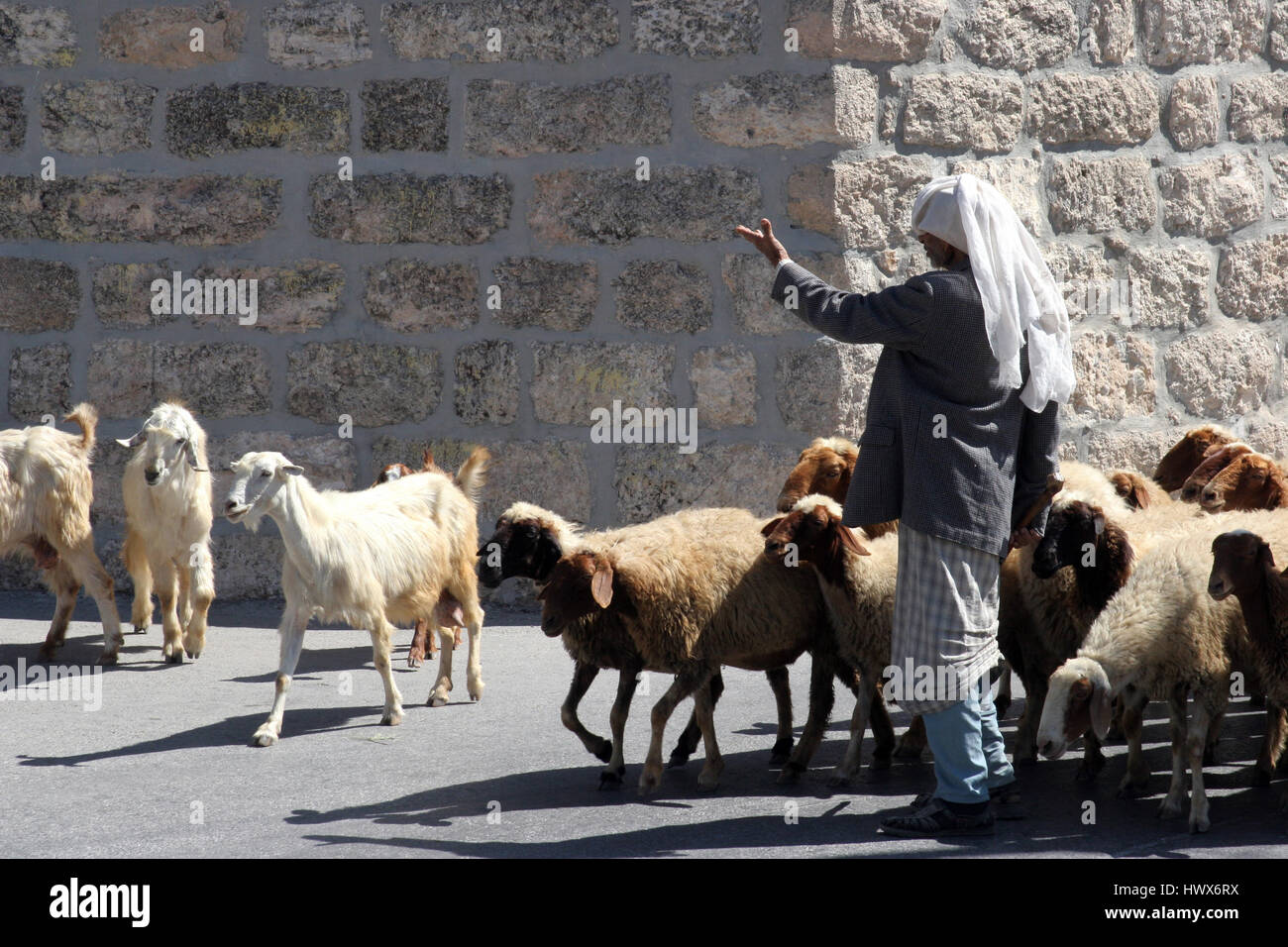 The shepherd leads a flock of sheep grazing just as in biblical times in Bethlehem, Israel Stock ...