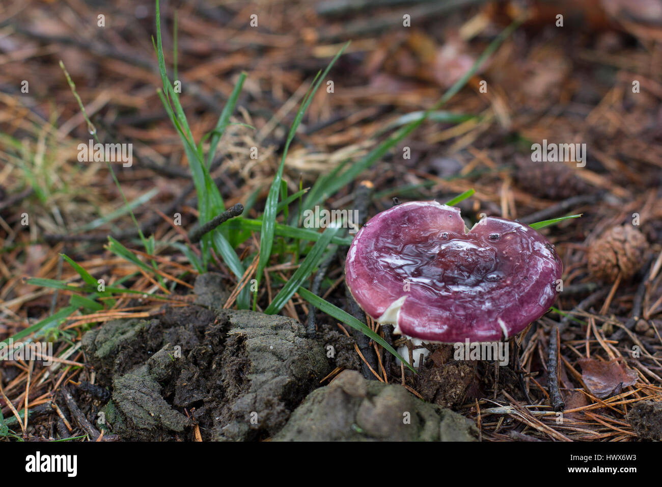 Cow mushroom hi-res stock photography and images - Alamy