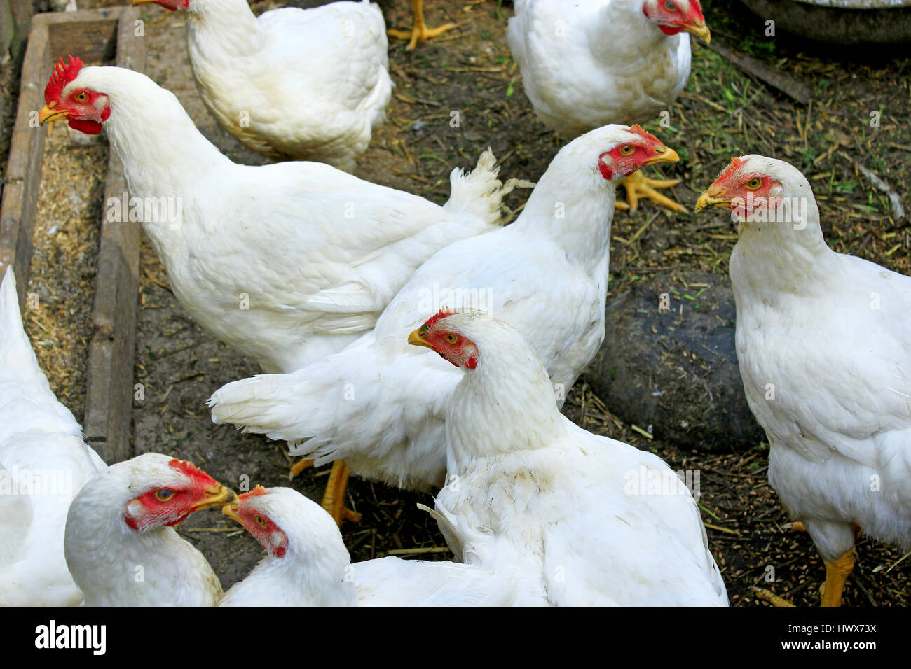 white hens in the poultry-yard in the village Stock Photo - Alamy