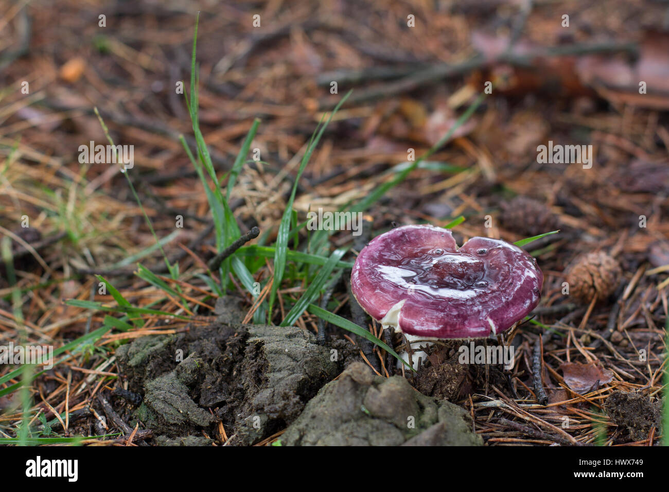 Cow mushroom hi-res stock photography and images - Alamy