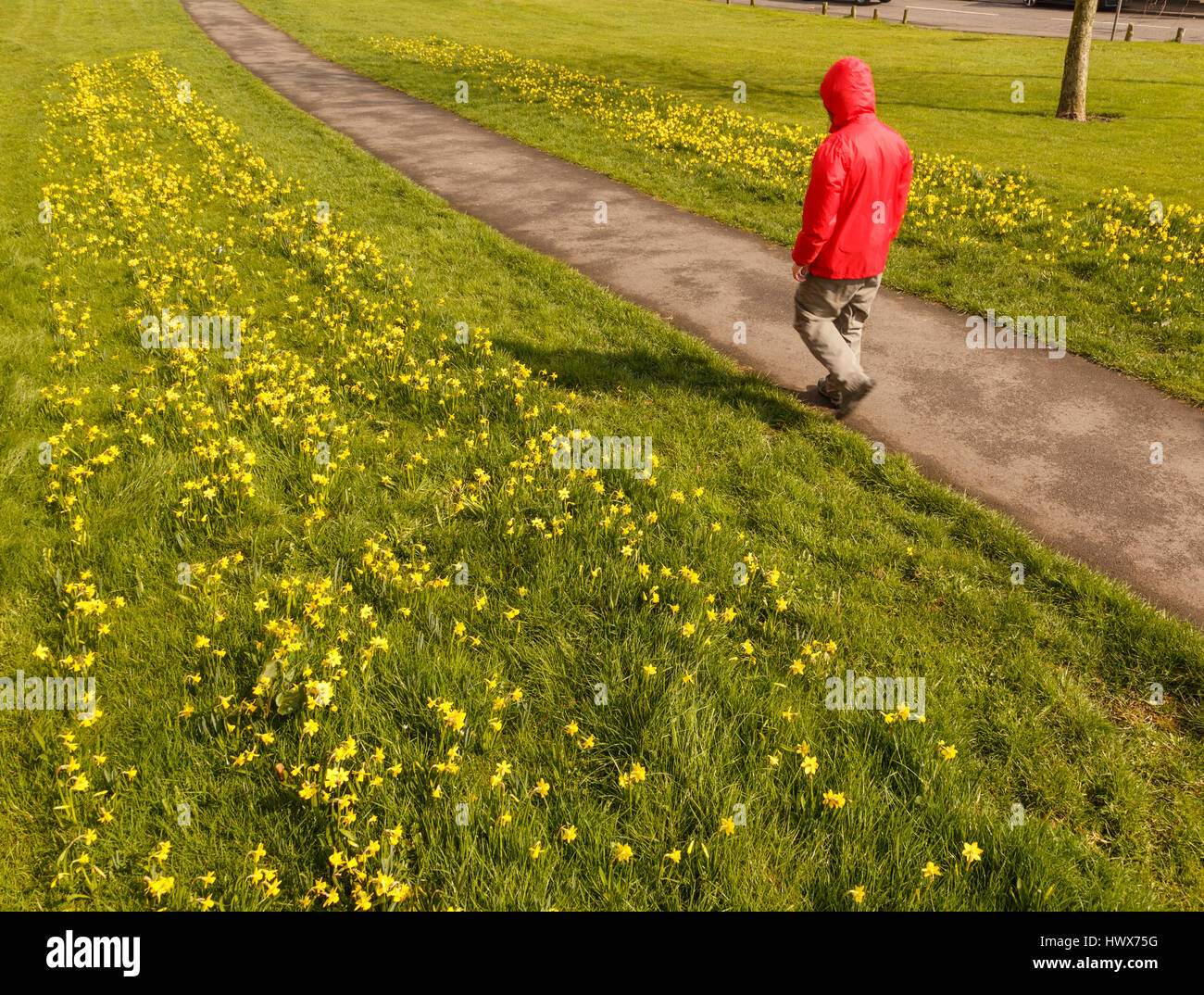 Model released, unrecognisable male hiker wearing red rain cagoule ...