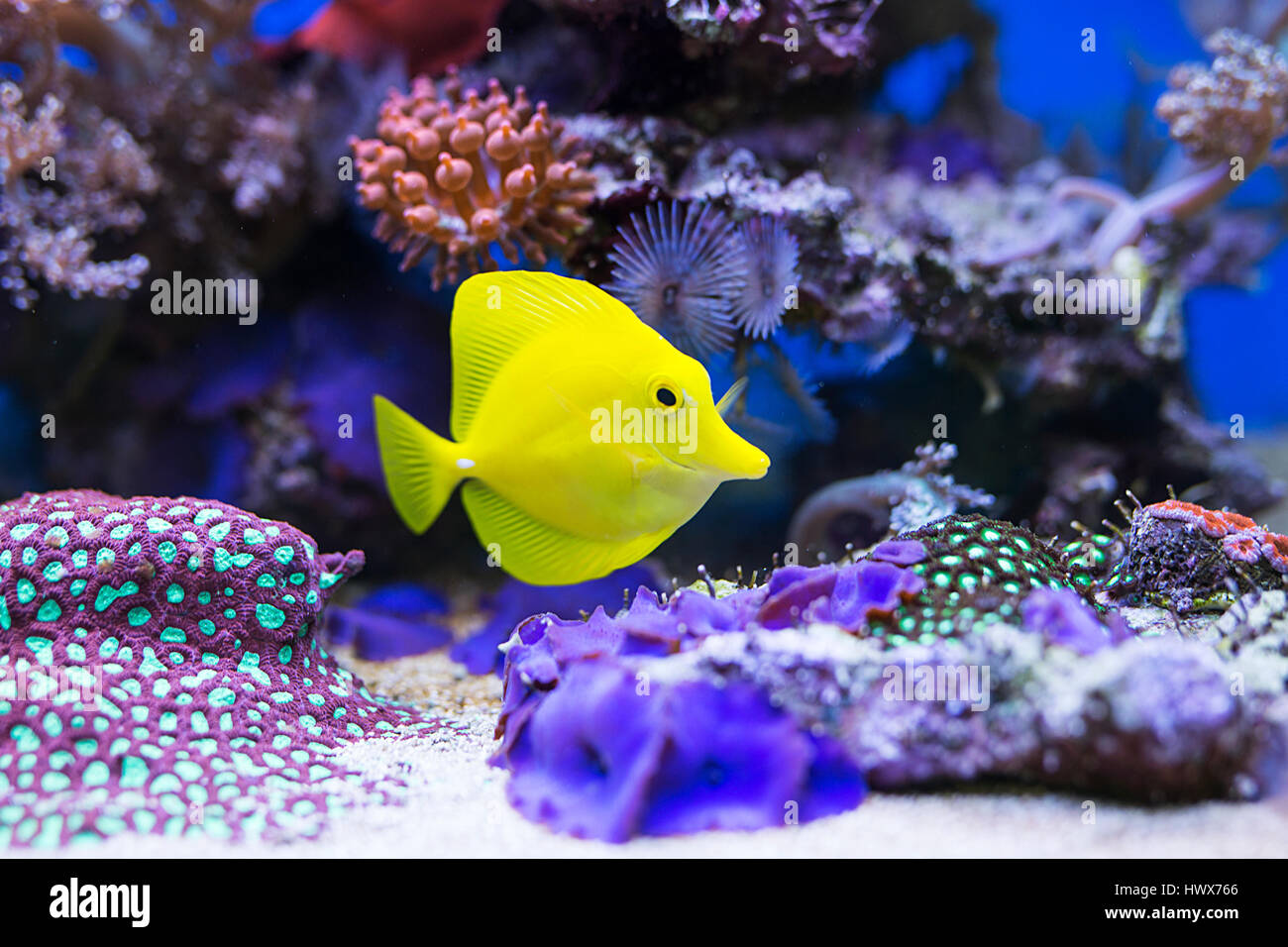 Yellow tang fish in hi-res stock photography and images - Alamy