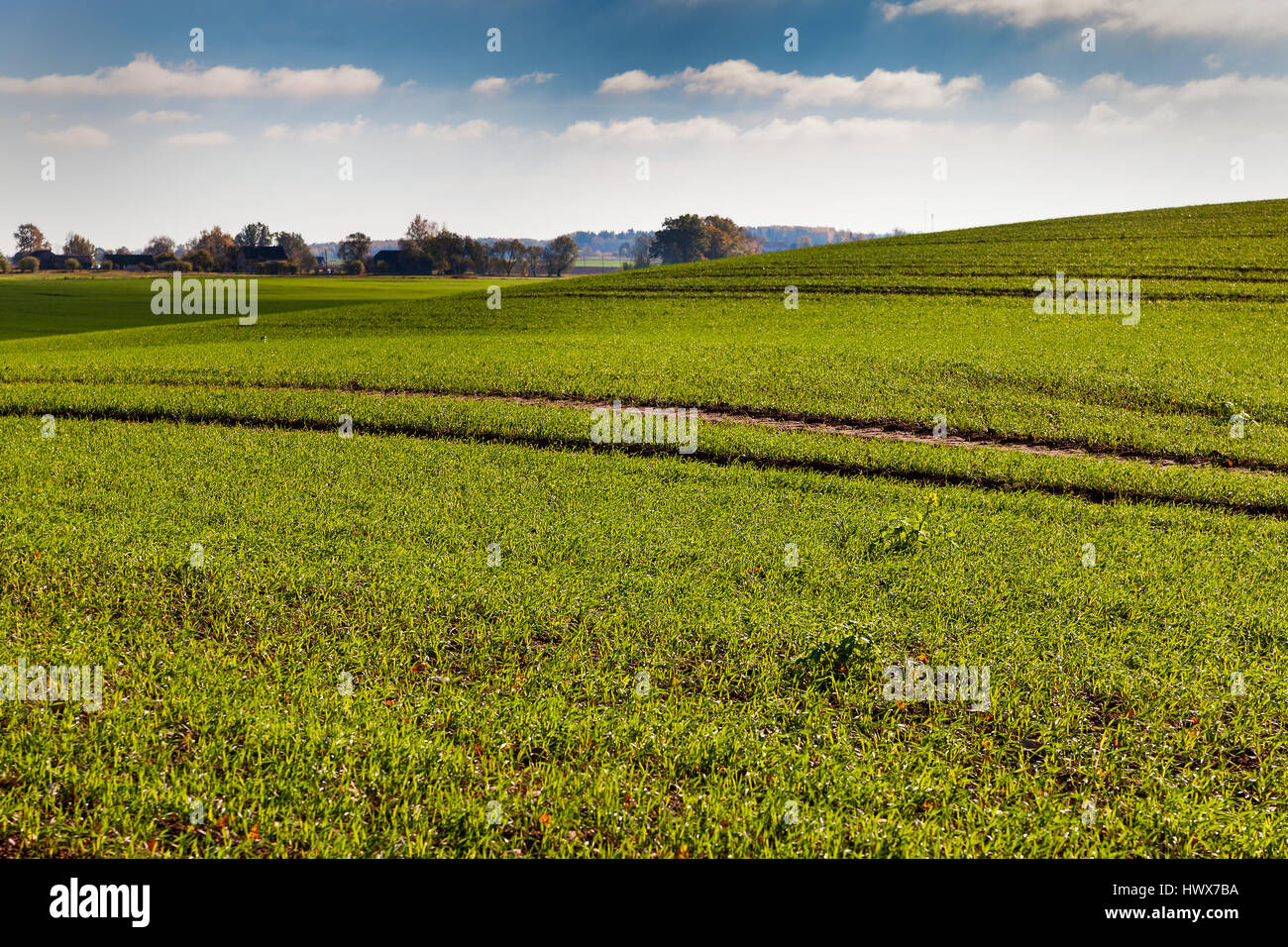 Germination of new wheat Stock Photo - Alamy
