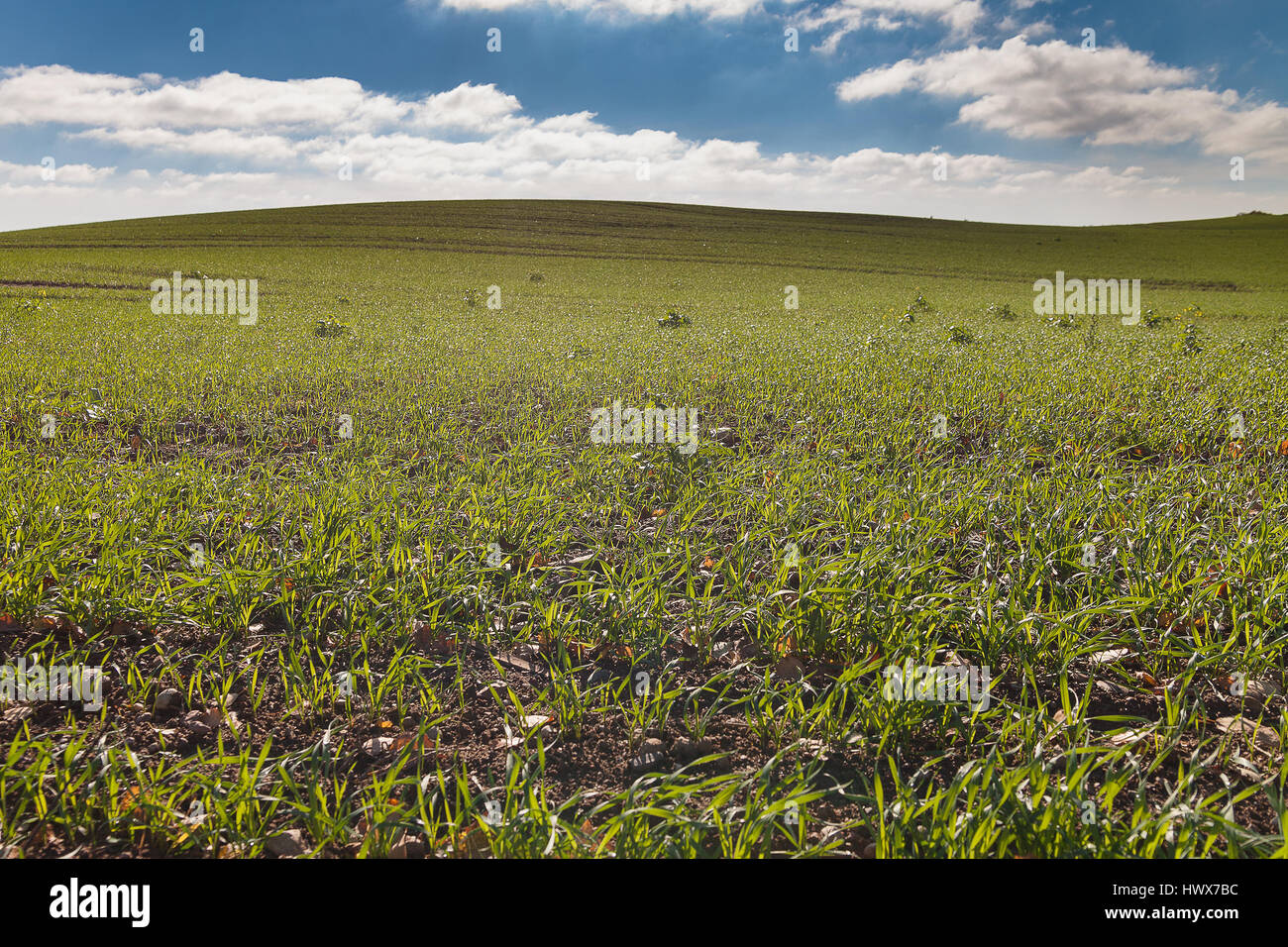 Germination of new wheat Stock Photo - Alamy