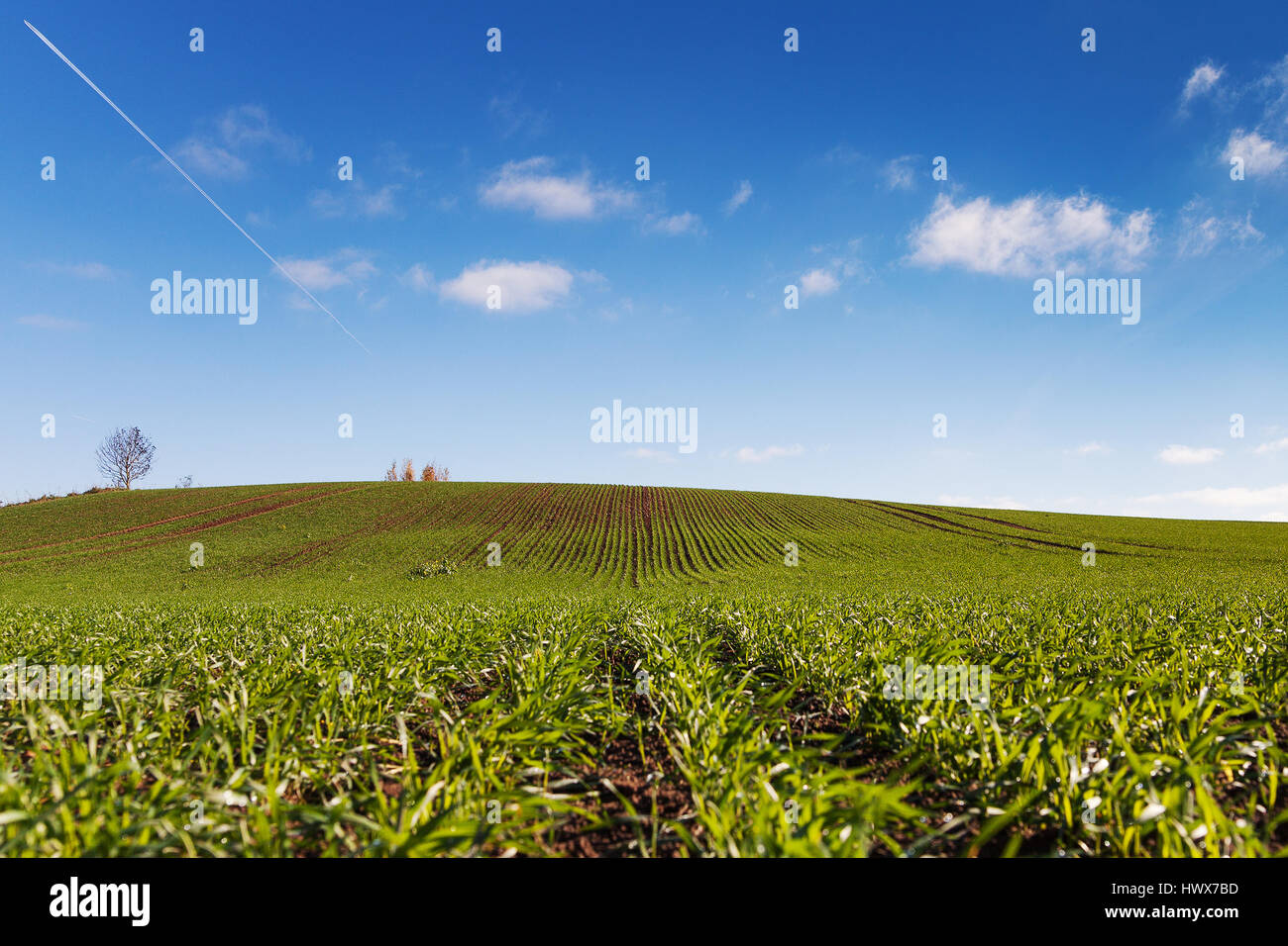 Germination of new wheat Stock Photo - Alamy