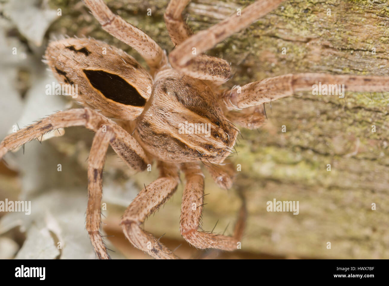 Running crab spider Stock Photo - Alamy