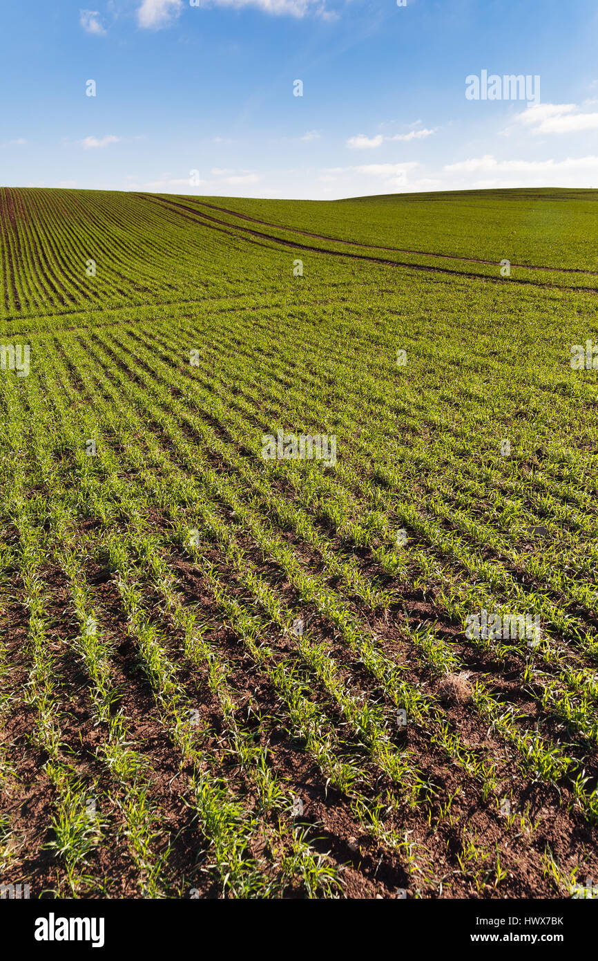 Germination of new wheat Stock Photo - Alamy