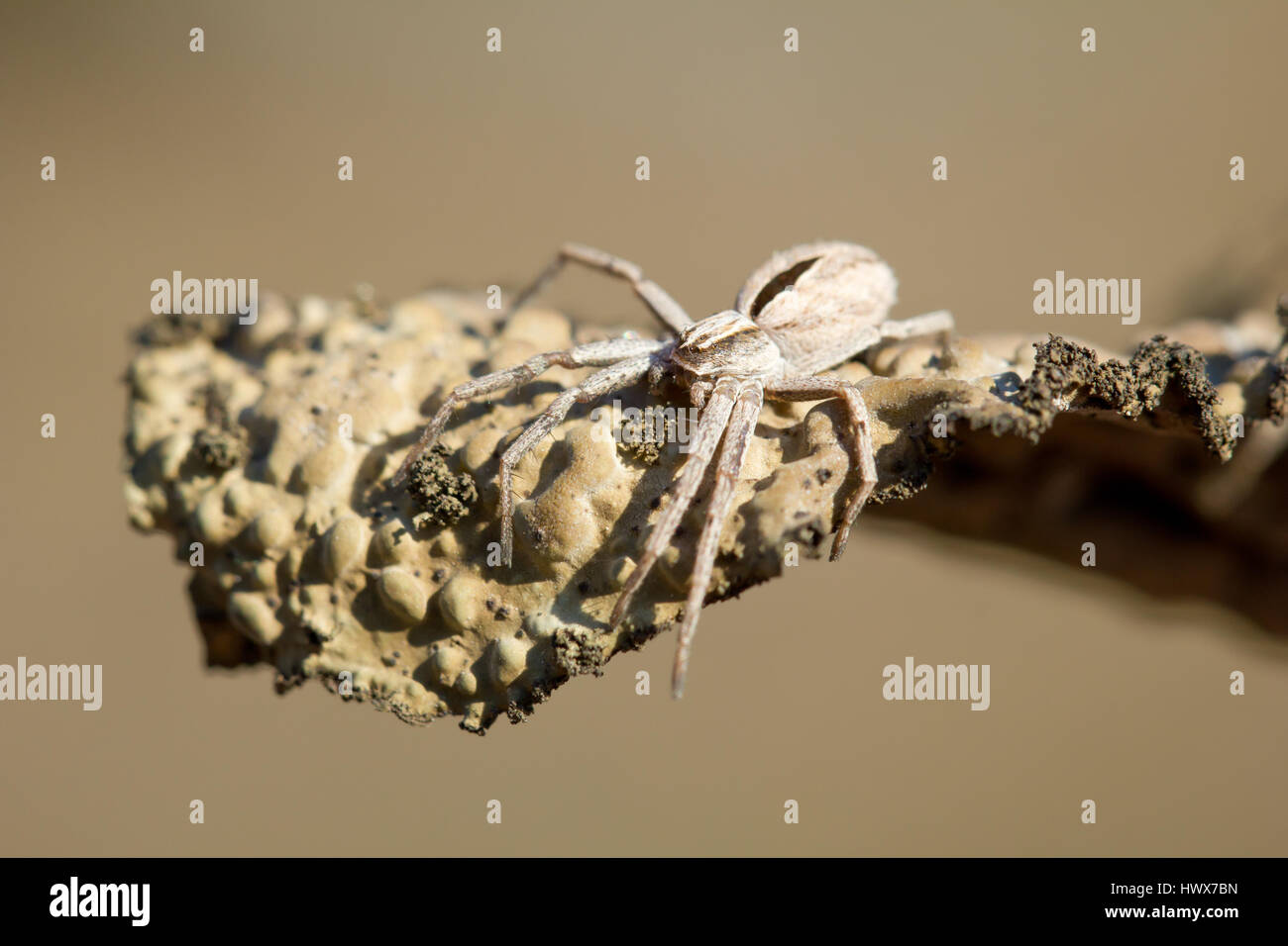 Running crab spider Stock Photo - Alamy