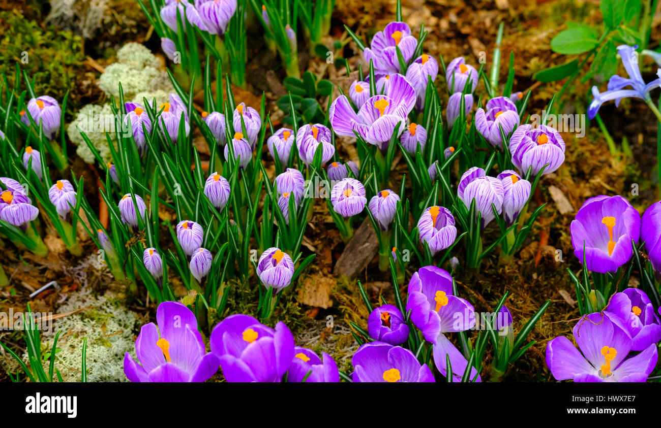 Blooming crocus flowers macro Stock Photo - Alamy