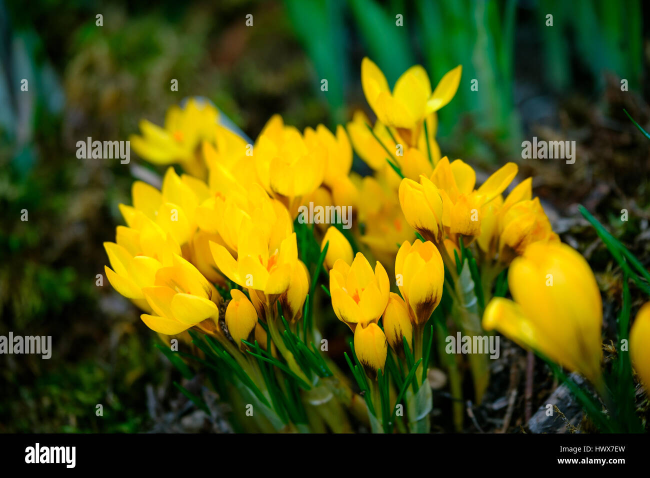 Blooming crocus flowers macro Stock Photo - Alamy