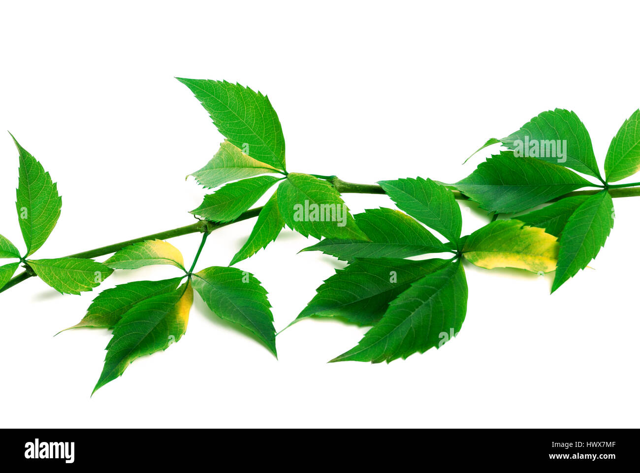 Green branch of grapes leaves (virginia creeper). Isolated on white ...