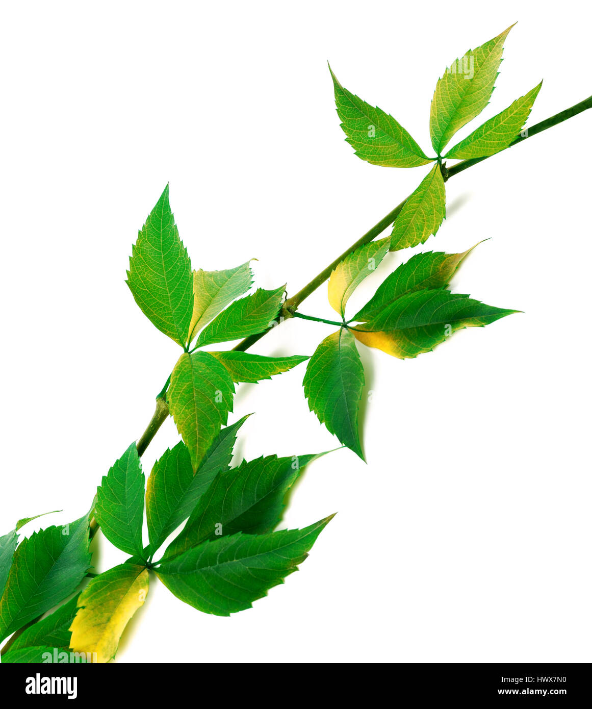 Creeper cutout hi-res stock photography and images - Alamy