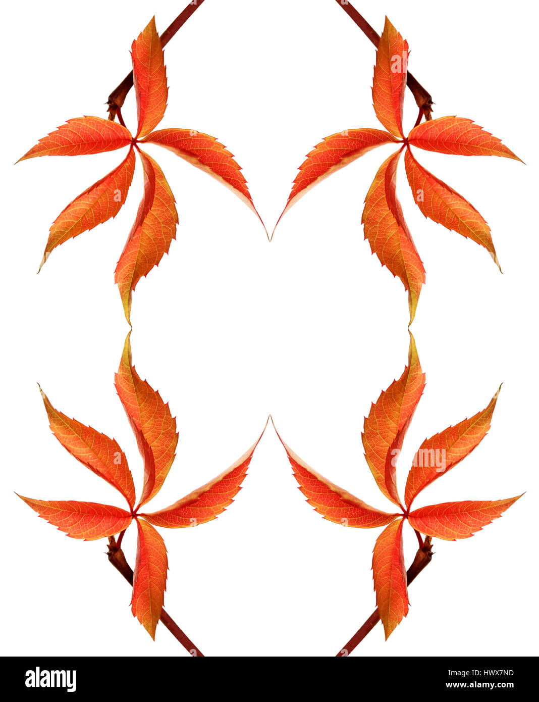 Frame of red autumnal grapes leaf, virginia creeper leaves. Isolated on ...