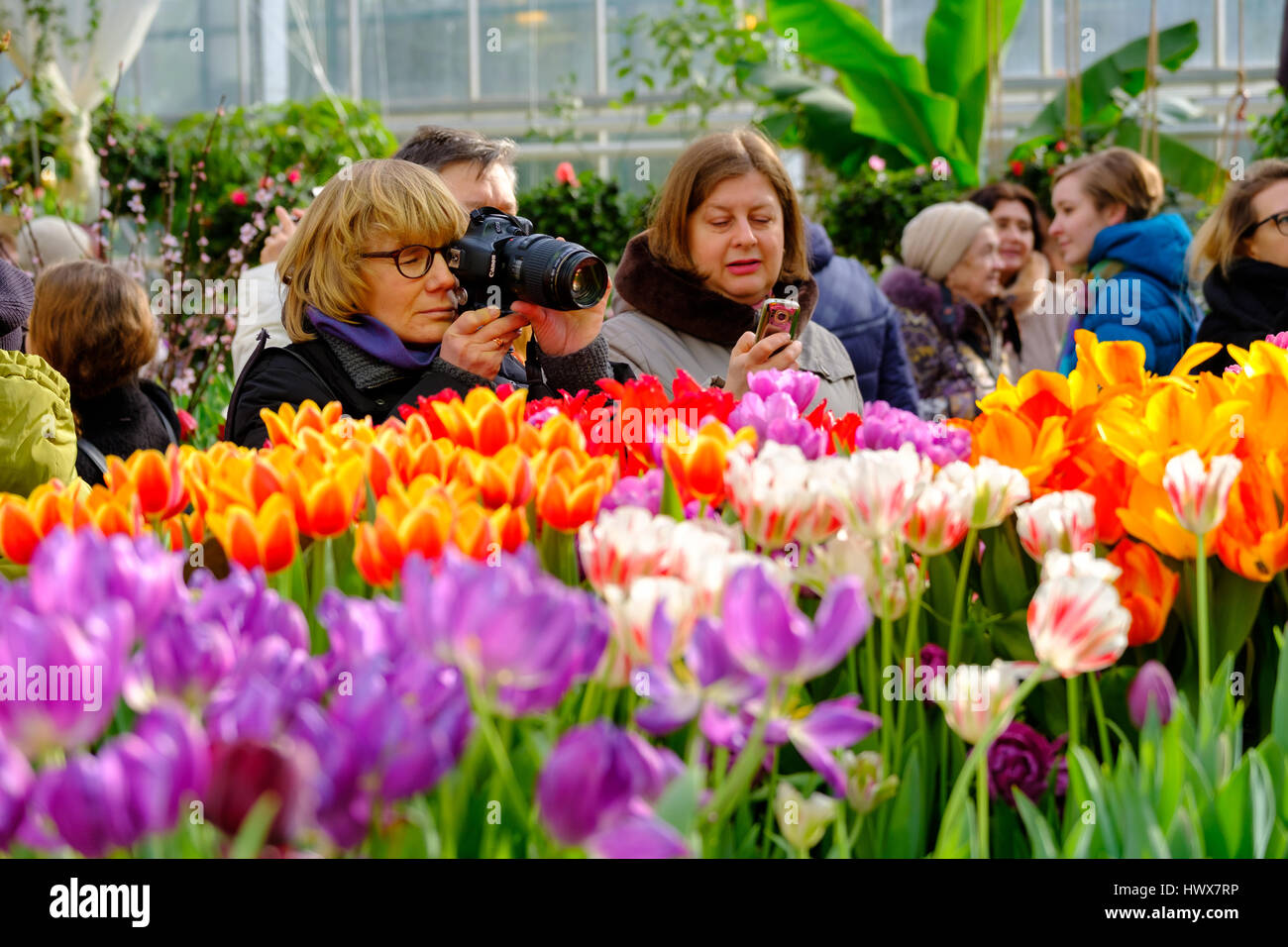 Exhibition flower hi-res stock photography and images - Alamy