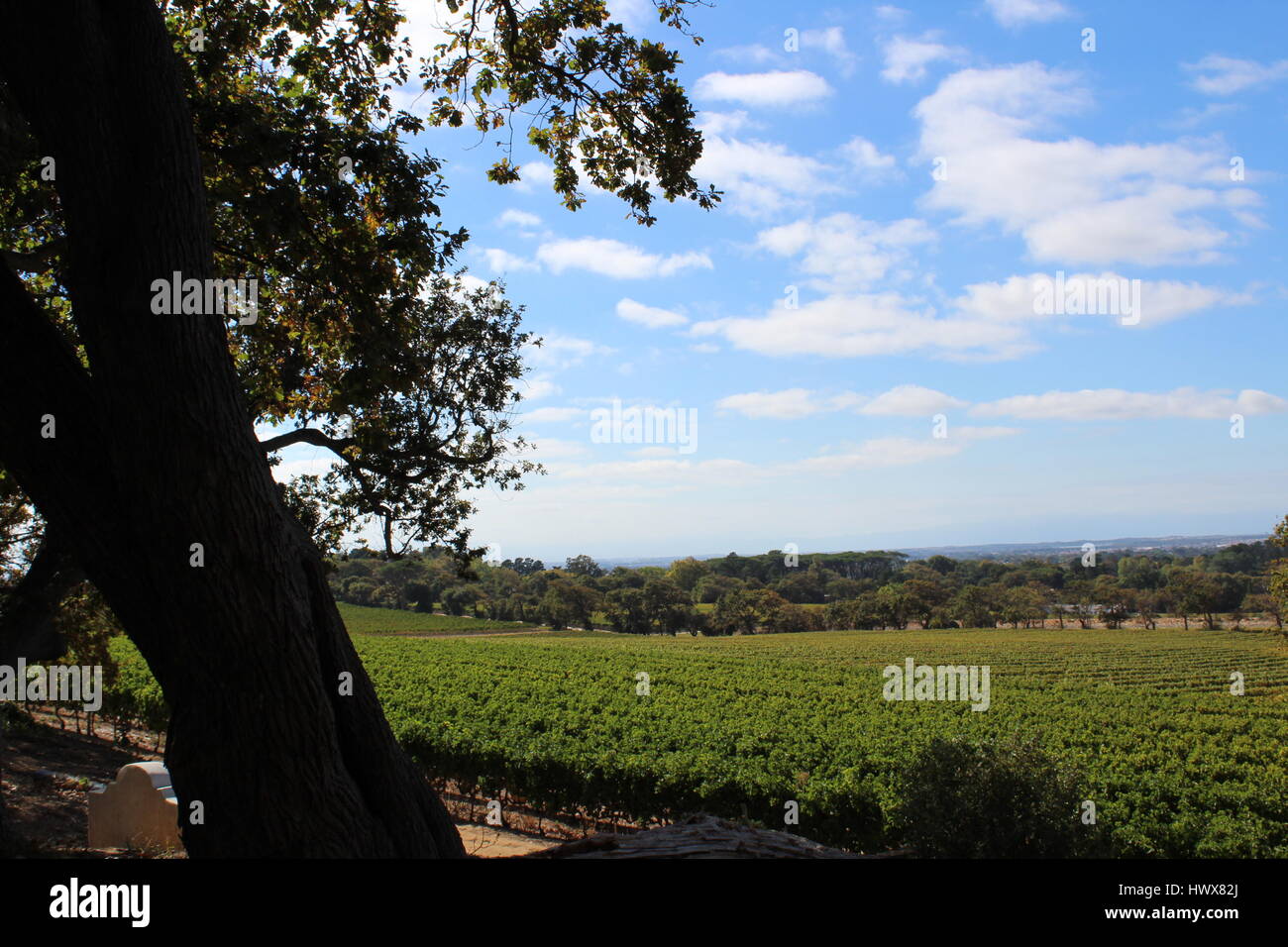 Vineyards at Groot Constantia Wine Estate, Cape Town, South Africa ...