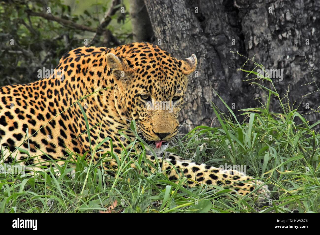 Leopard laying in the grass Stock Photo - Alamy