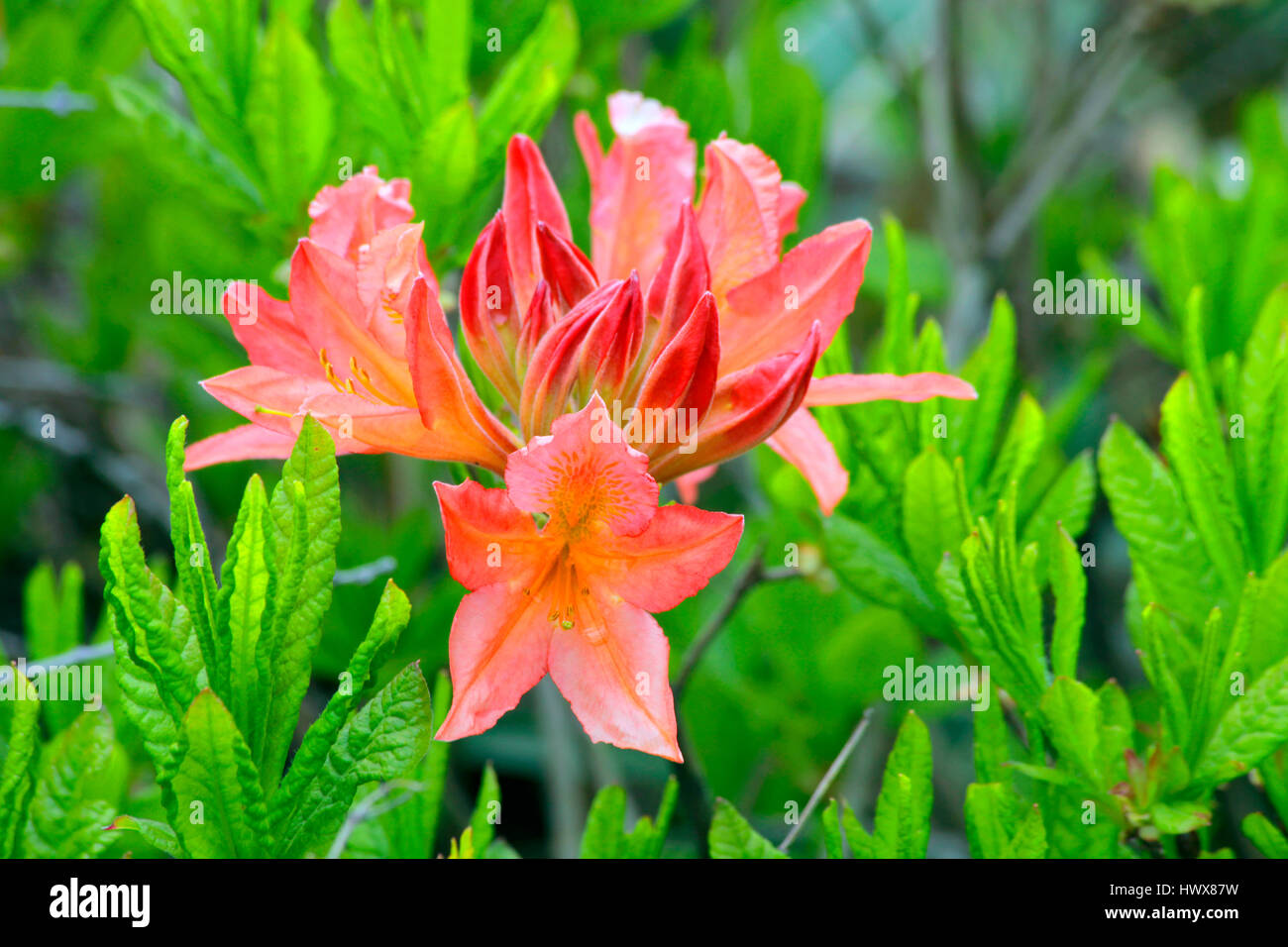 Japanese azalea hi-res stock photography and images - Alamy