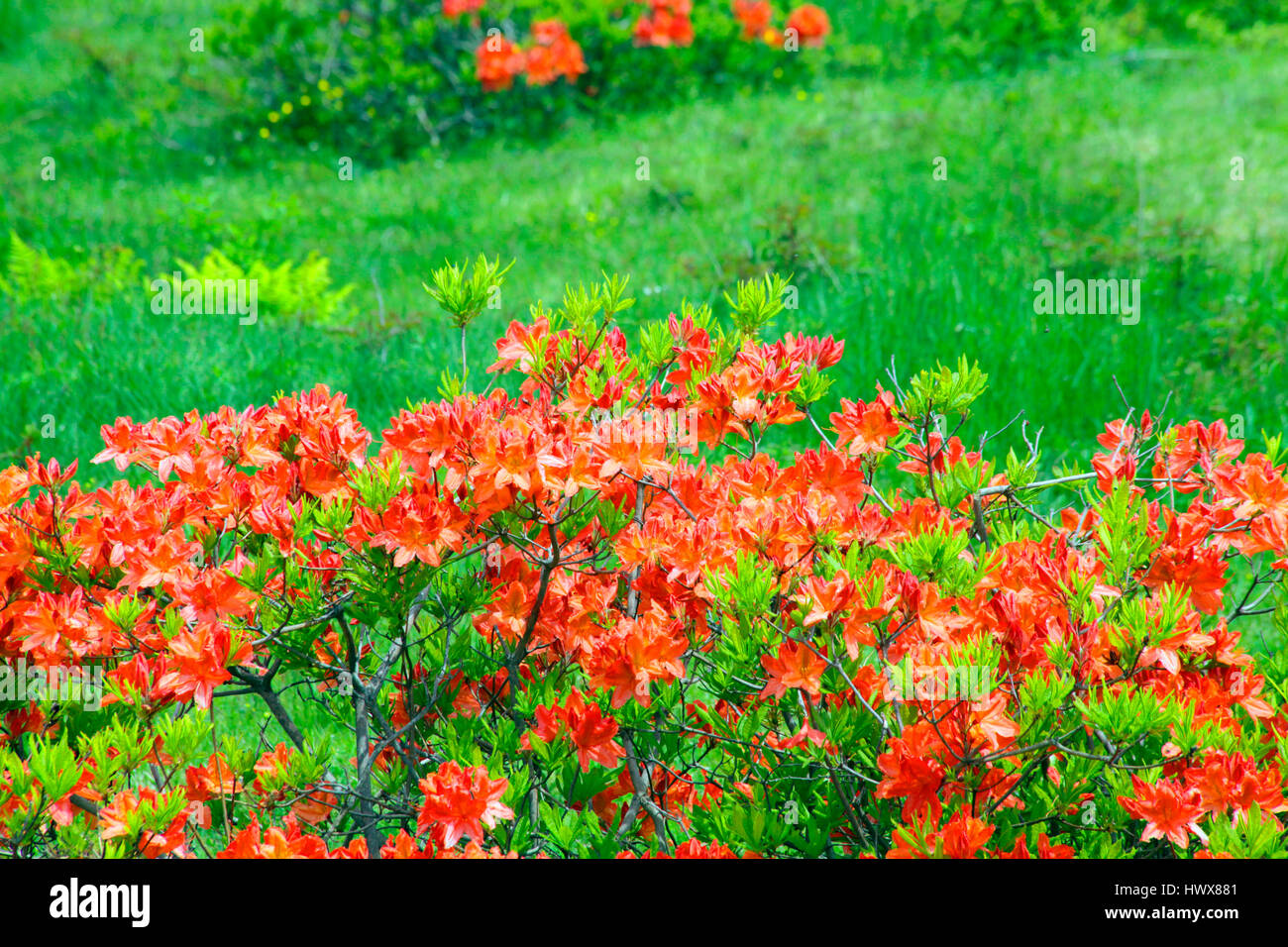 Japanese Azalea in Yachiho Kogen Nagano Japan Stock Photo - Alamy