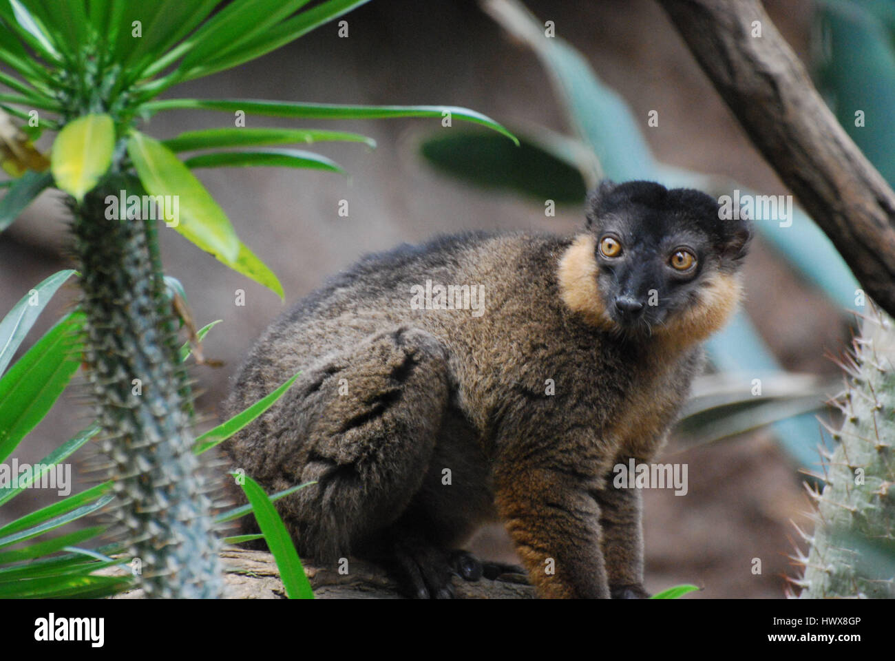 Red collared brown lemur red collared lemur High Resolution Stock ...