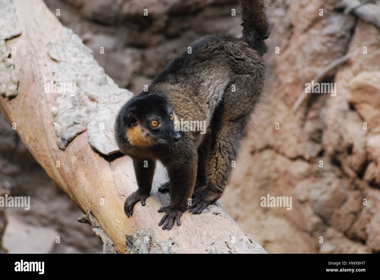 Red collared brown lemur red collared lemur hi-res stock photography ...