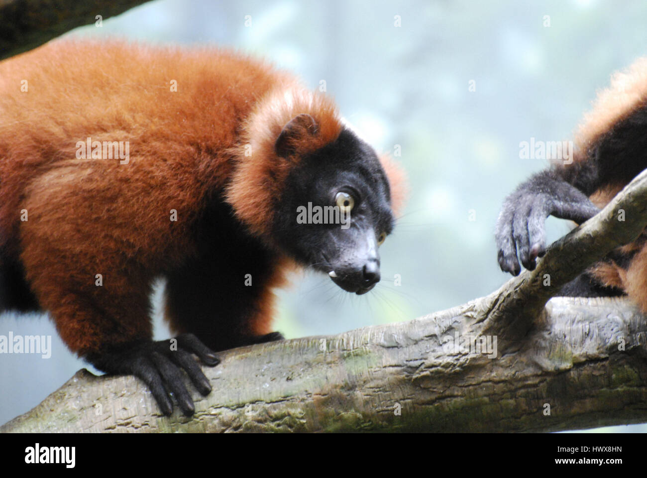 Red ruffed lemur climbing up a fallen log Stock Photo - Alamy