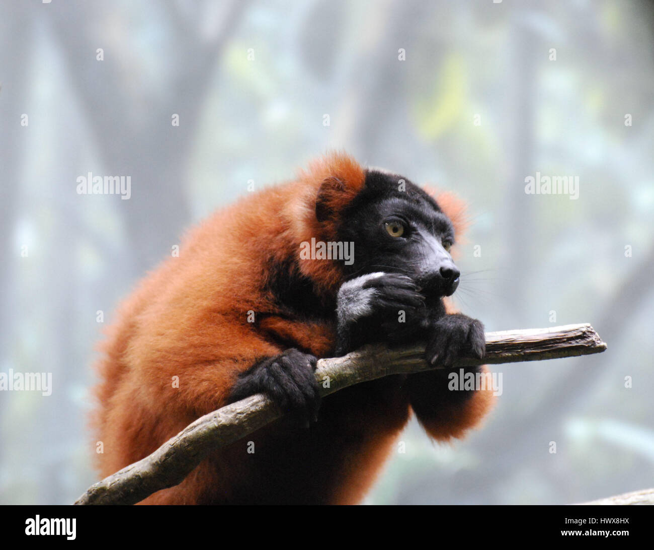 Adorable red ruffed lemur eating a snack on a tree branch Stock Photo ...
