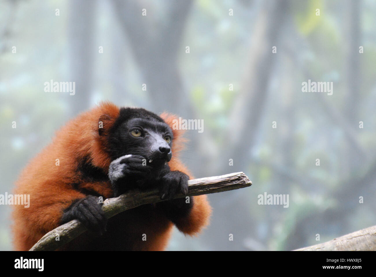 Red ruffed lemur teeth hi-res stock photography and images - Alamy