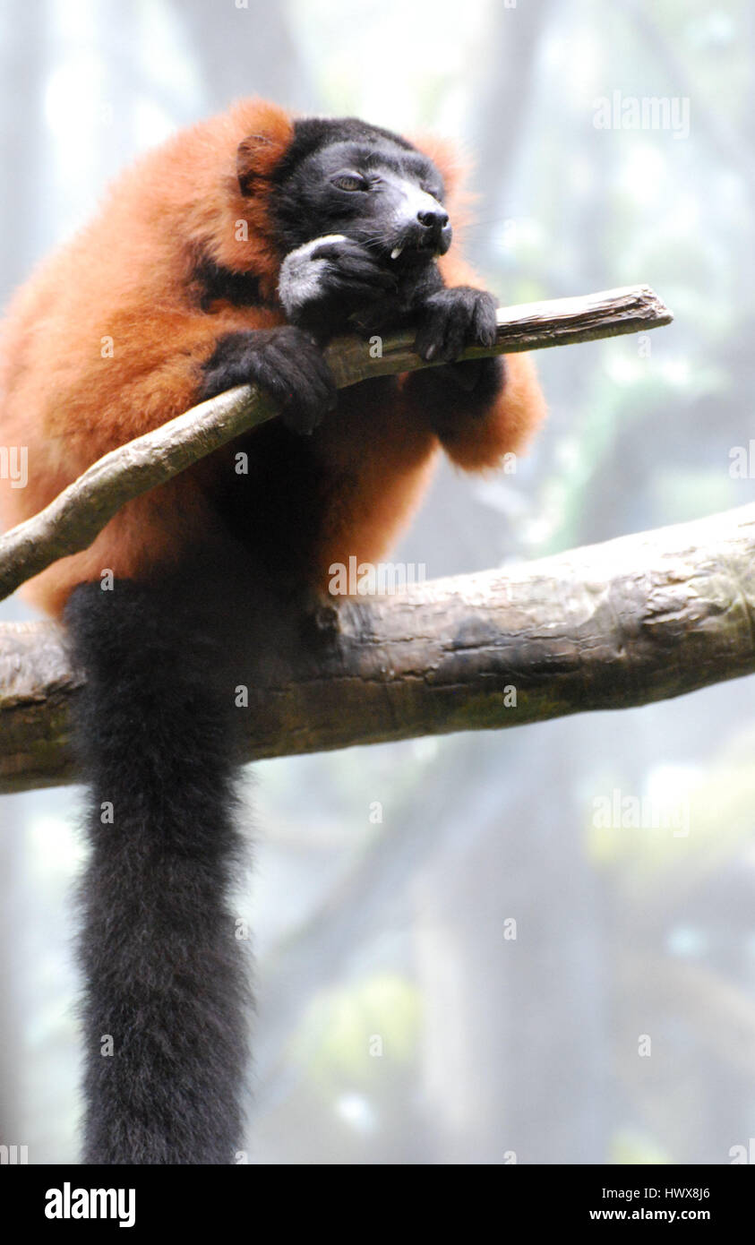 Cute red ruffed lemur sitting on a dead tree branch Stock Photo - Alamy