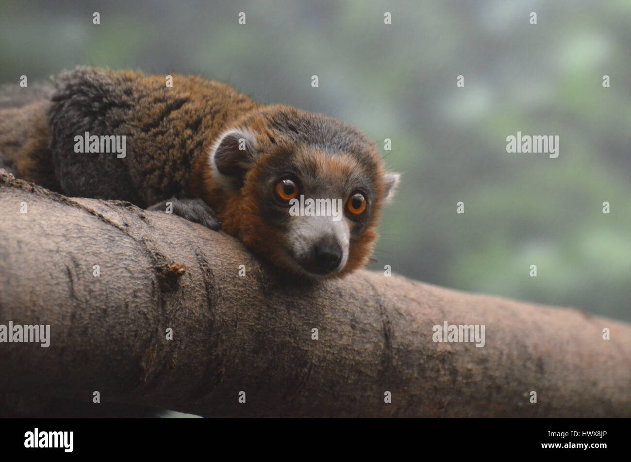 Adorable brown collared lemur resting his head on a tree branch Stock ...