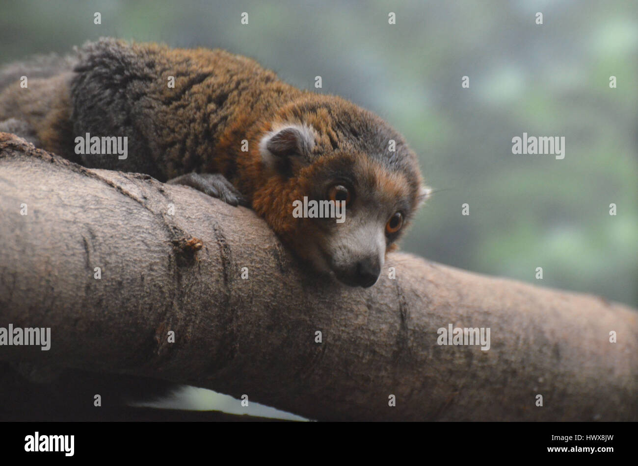 Red collared brown lemur red collared lemur hi-res stock photography ...